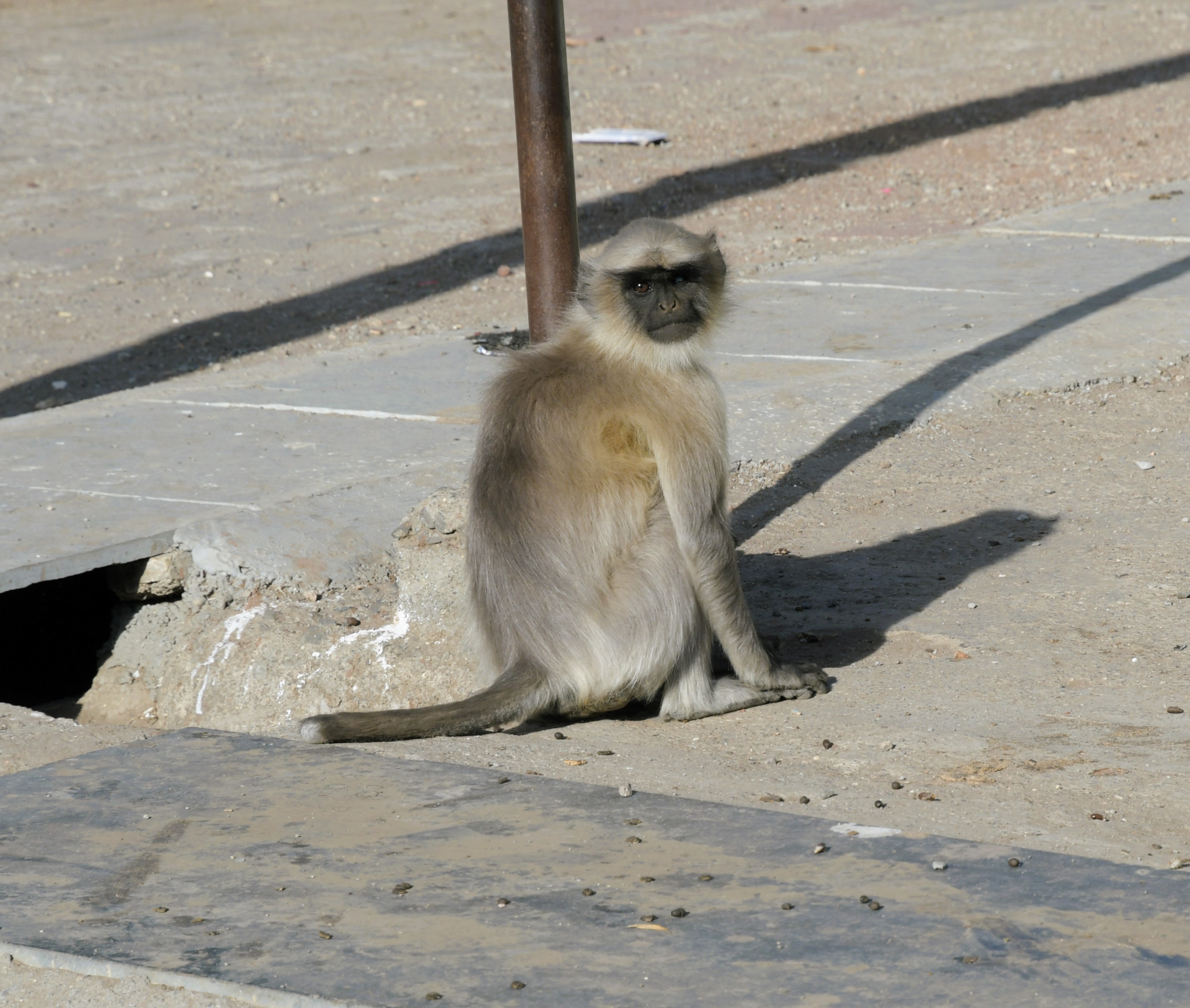 27. Lions, Tigers, and Bears, O My! – Journeys: Explorations in Body ...